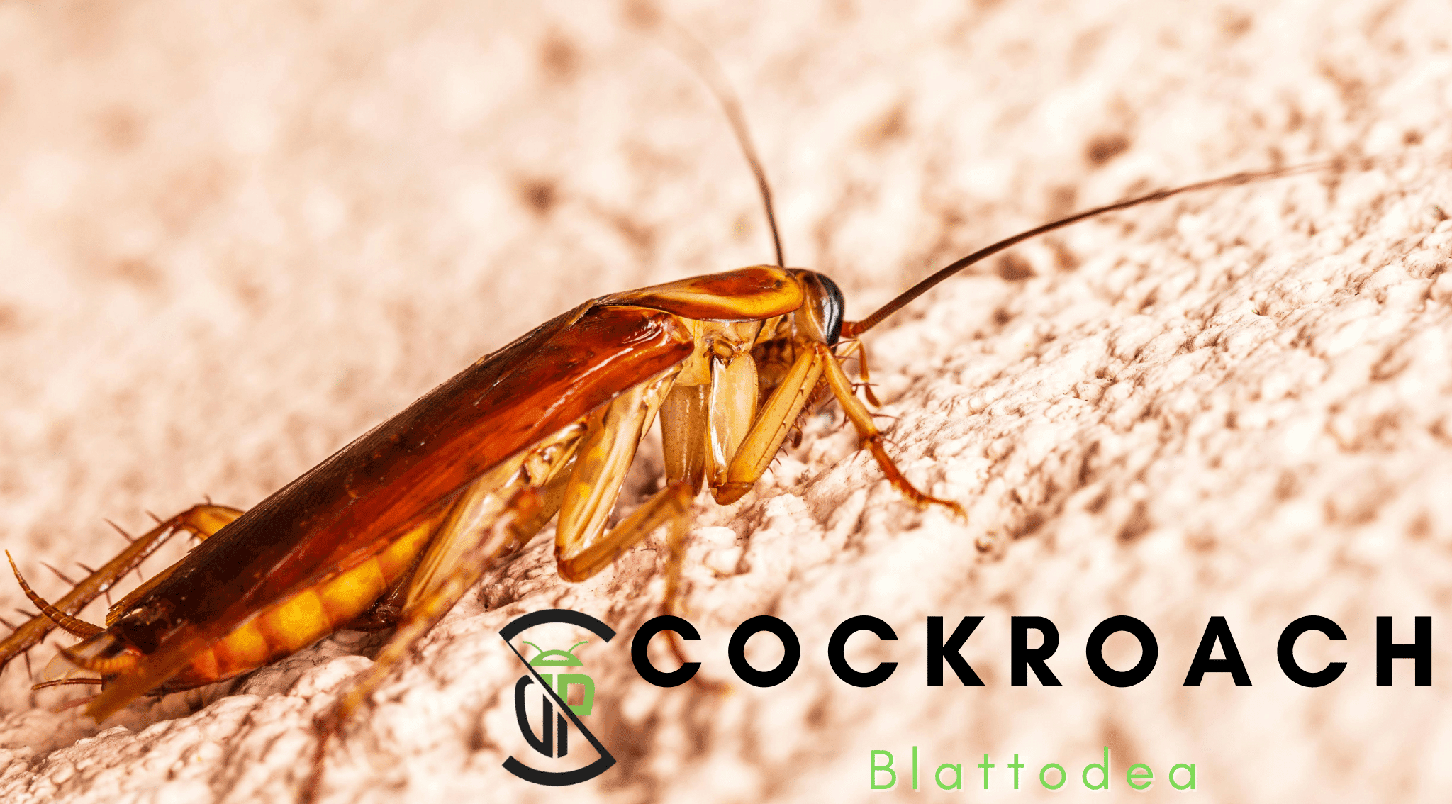 Cockroaches | Pest Control In Dade Pest Solutions