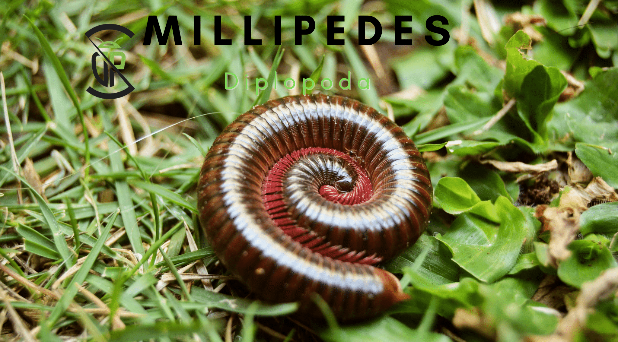 Millipedes | Dade Pest Solutions