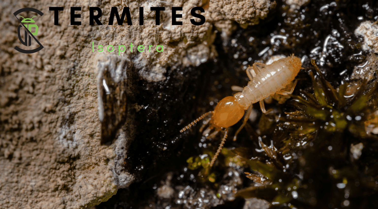 Termites | Pest Control In Dade Pest Solutions