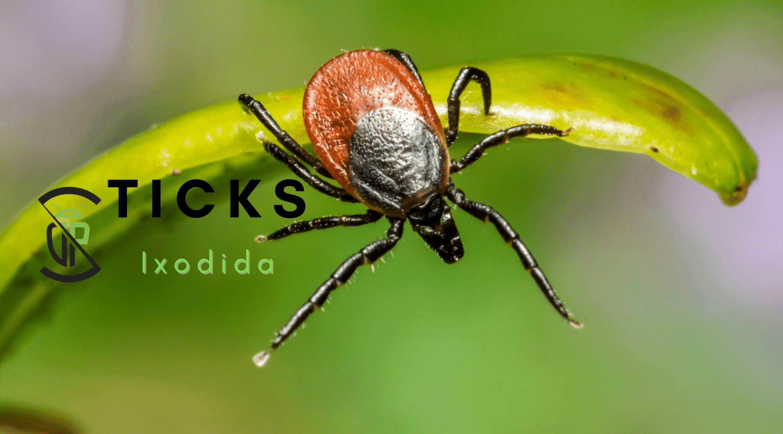 Ticks | Pest Control In Dade Pest Solutions