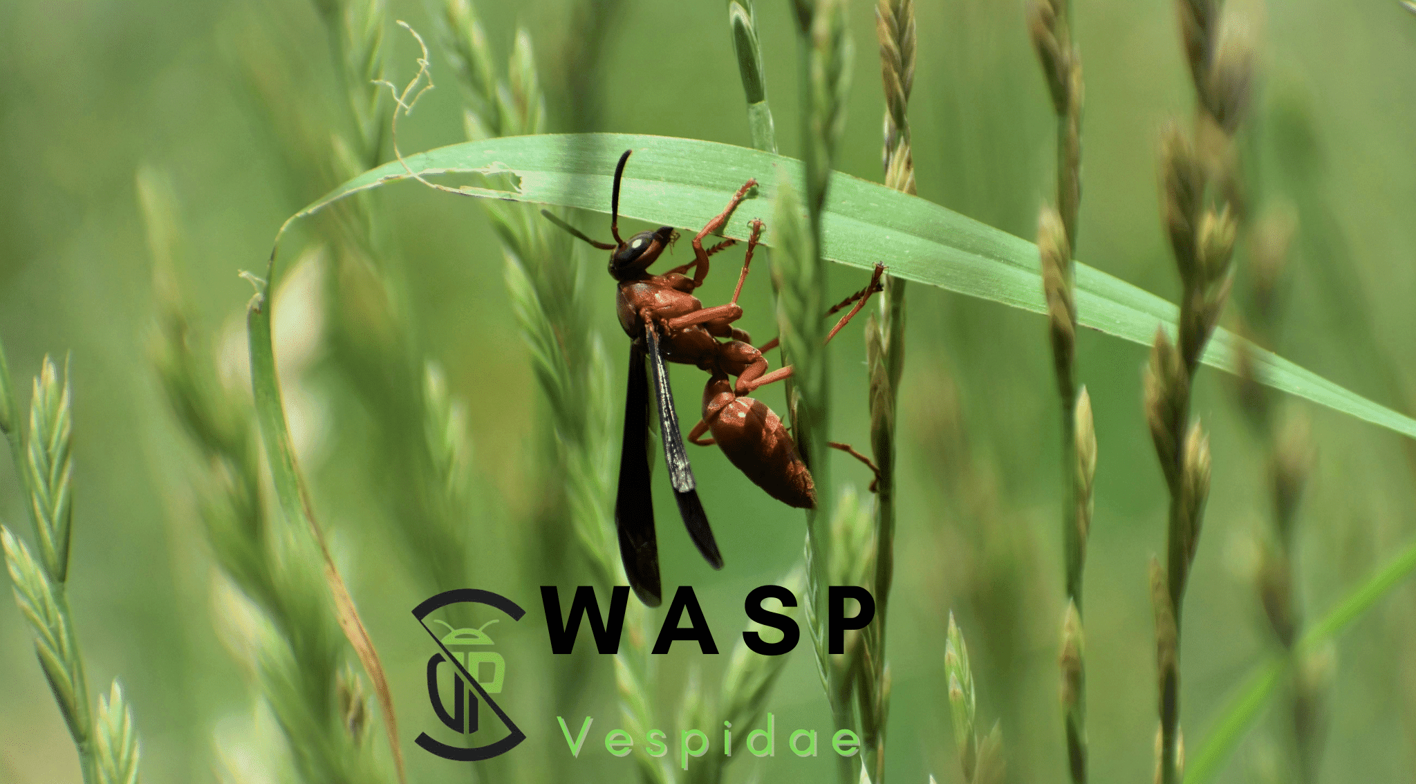 Wasps | Pest Control In Dade Pest Solutions