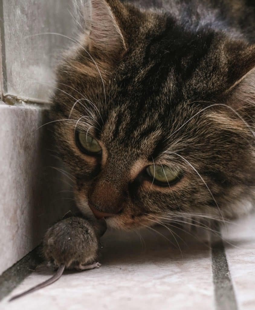 Rats | Do Cats Control Rats And Mice | Dade Pest Solutions